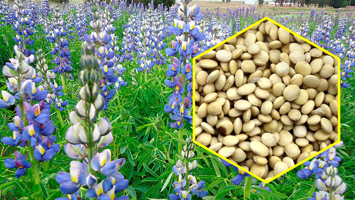 Tarwi: Alimento prodigioso que podría prevenir la diabetes - Diario La ...