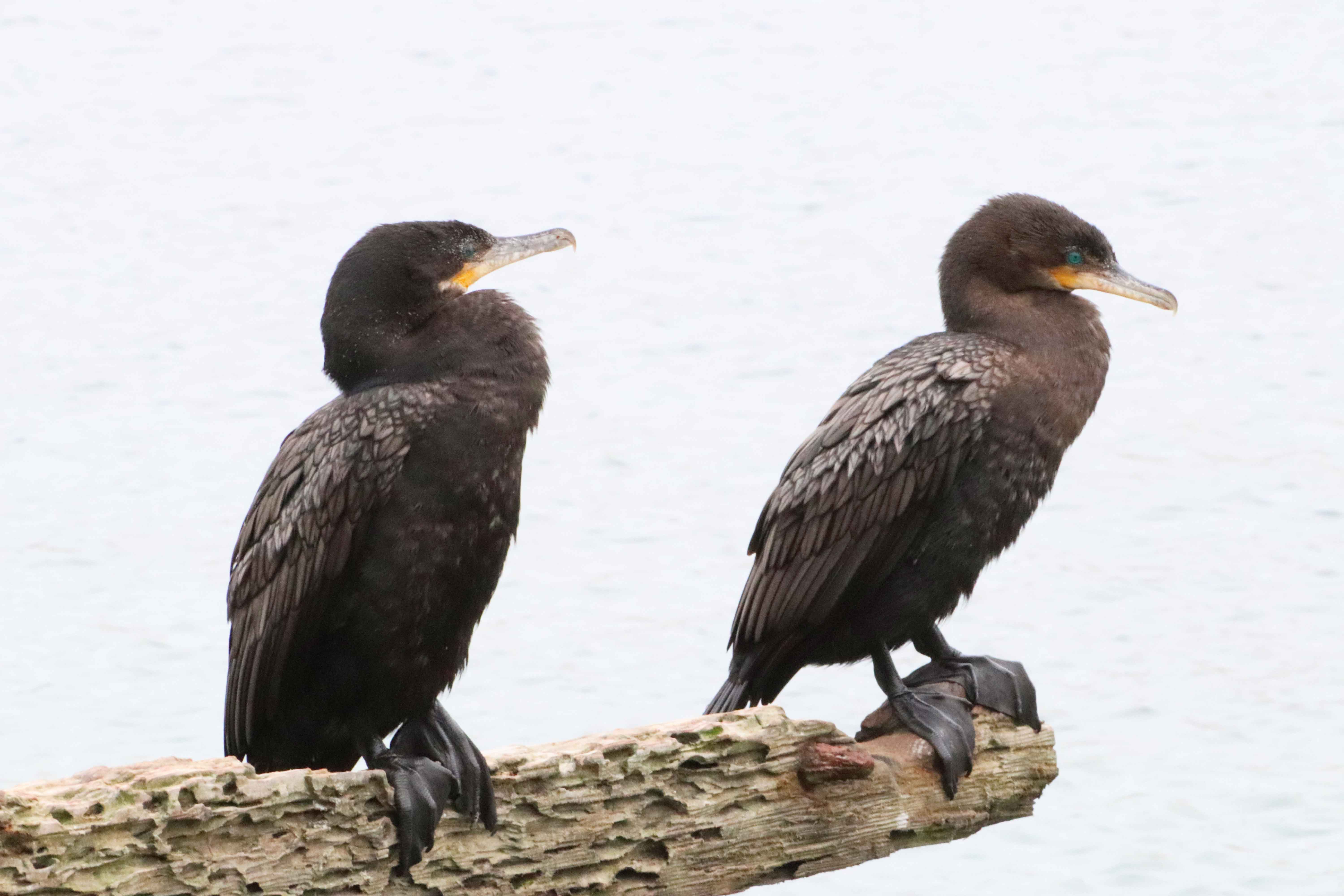 Verano 2023: Identifican “puntos calientes” donde se agrupan las aves ...