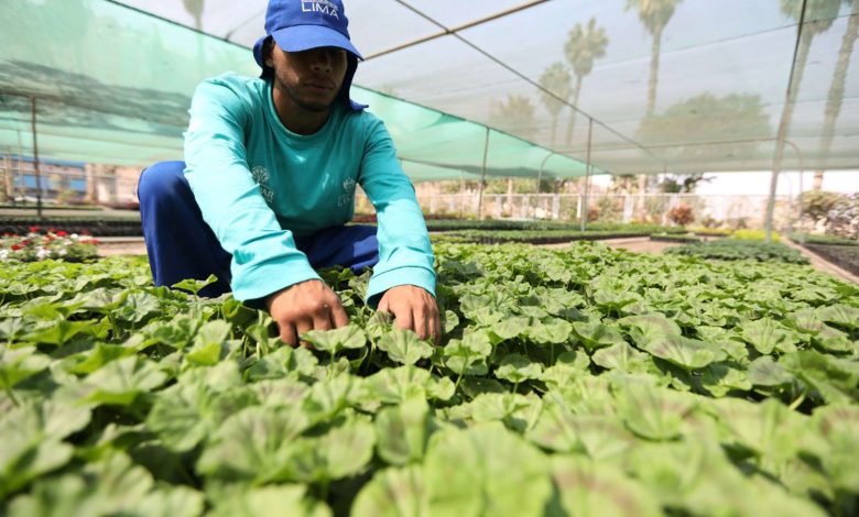 Serpar Recomienda Cómo Cuidar Tus Plantas En El Invierno Diario La