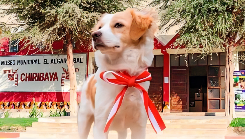 Perú reconoce raza ancestral: perro Pastor Chiribaya declarado ...